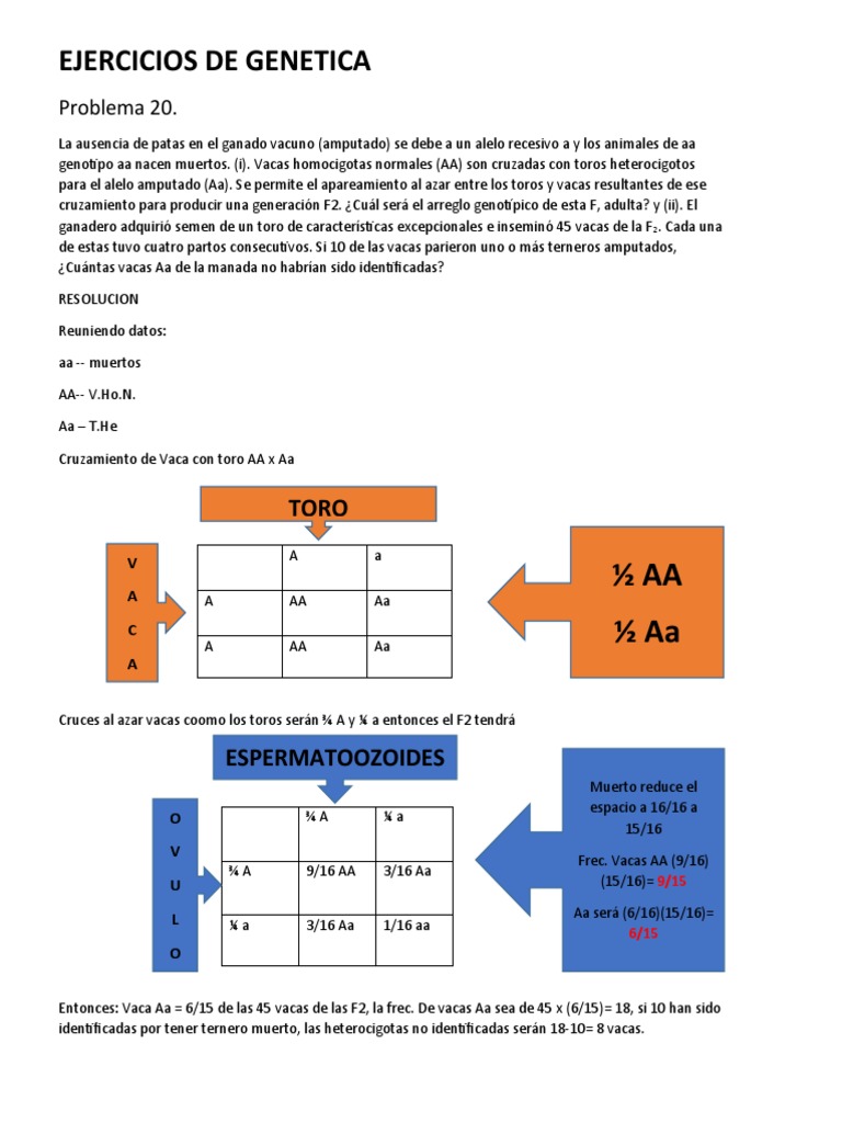 Ejercicios de Genetica 20 A 35 | PDF | Dominancia (Genética) | Alelo