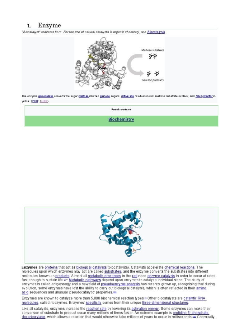 Glucosidase Enzyme and Its Function | PDF | Cofactor (Biochemistry ...
