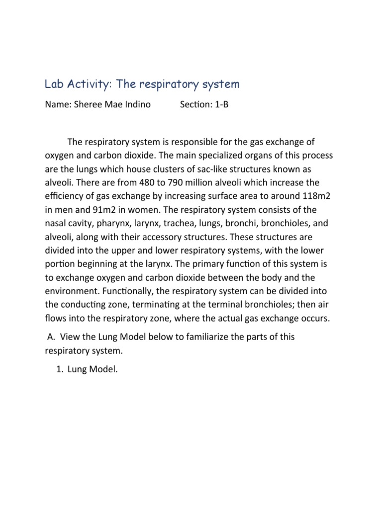 Respiratory System Lab Activity | PDF | Respiratory Tract | Respiratory ...