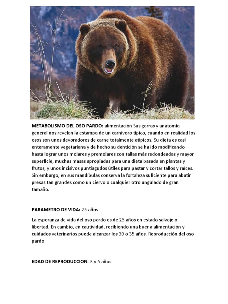 Elefante Rosa Imprimible Oso Pardo Historia Del Oso Pardo