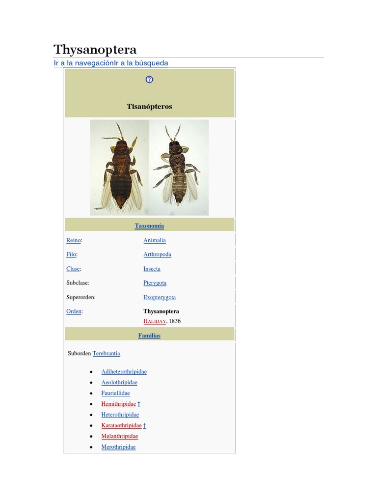 Thysanoptera Pdf Insectos Y Humanos Artrópodos