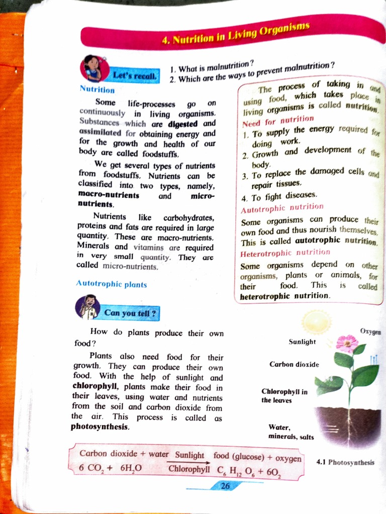 Science Textbook Lesson-4 | PDF | Plants | Diet & Nutrition
