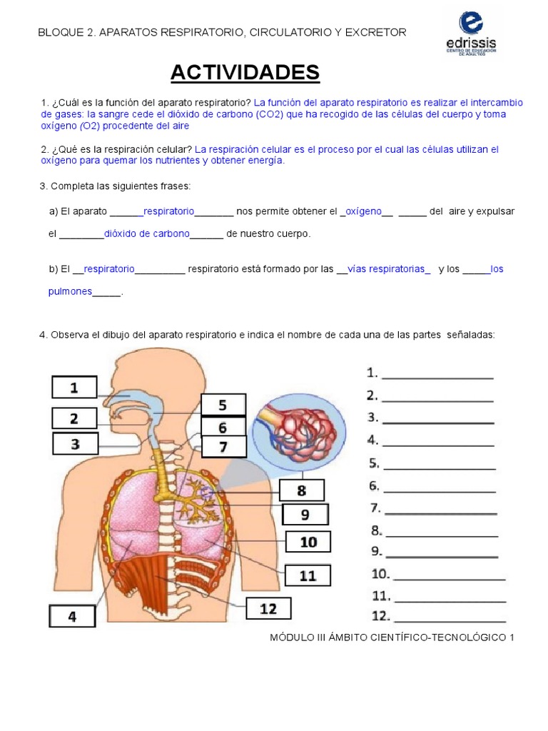ACTIVIDADES BLOQUE 2. APARATOS RESPIRATORIO, CIRCULATORIO Y EXCRETOR ...