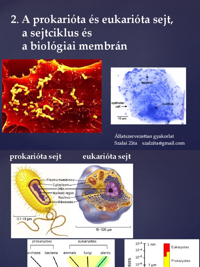 2 Pro Eukar, Sejtciklus, Membrán H | PDF