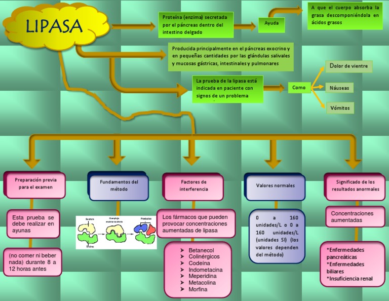 Esquema Lipasa | Descargar gratis PDF | Páncreas | Especialidades Medicas
