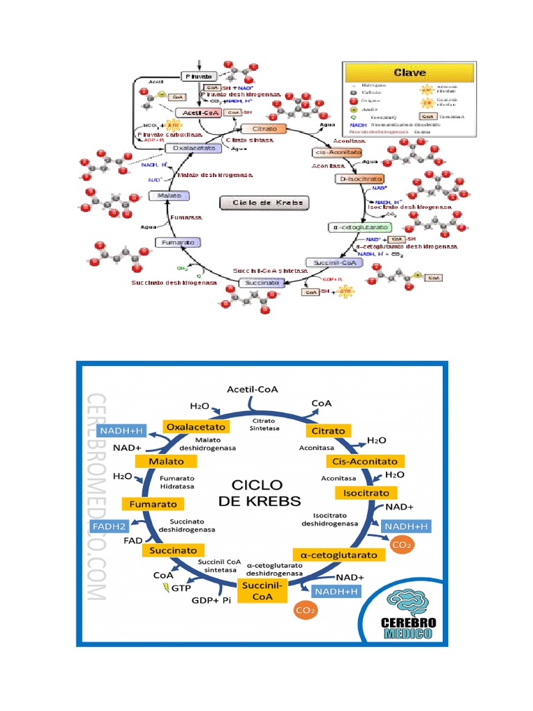 Ciclo de Krebs | PDF