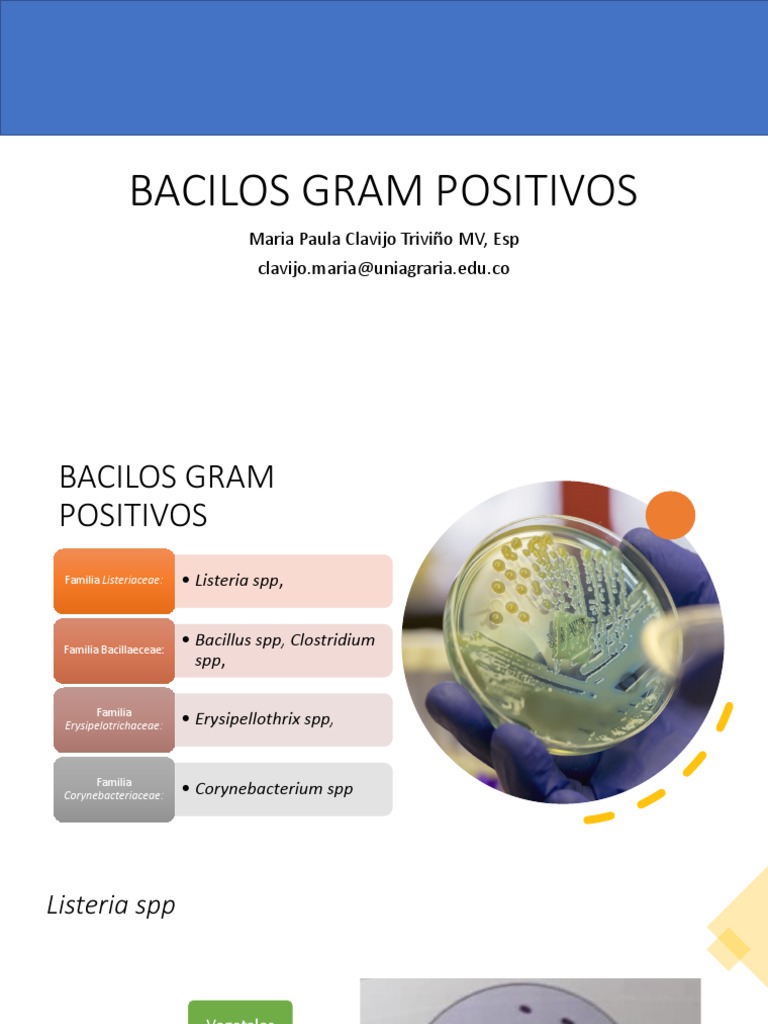 Bacilos Gram Positivos | PDF | Bacilo | Ántrax