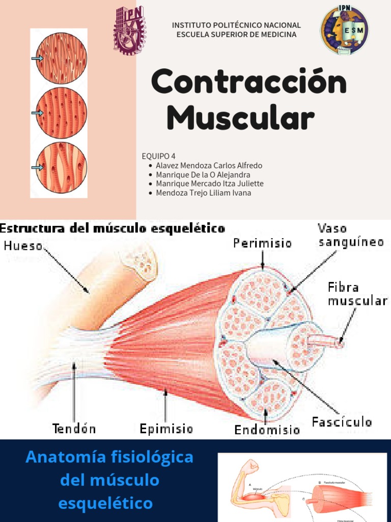 Contracción Muscular | PDF | Músculo esquelético | Contracción muscular