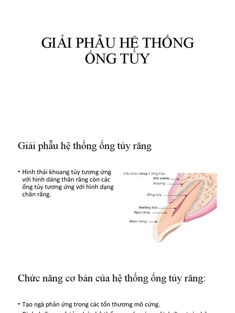Giai Phau He Thong Tuy Rang | PDF