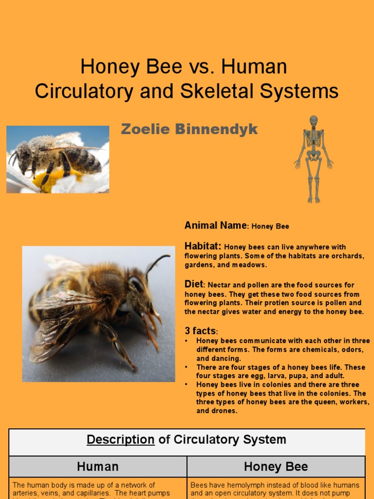 Body Systems Portfolio 1 | PDF | Heart | Vein