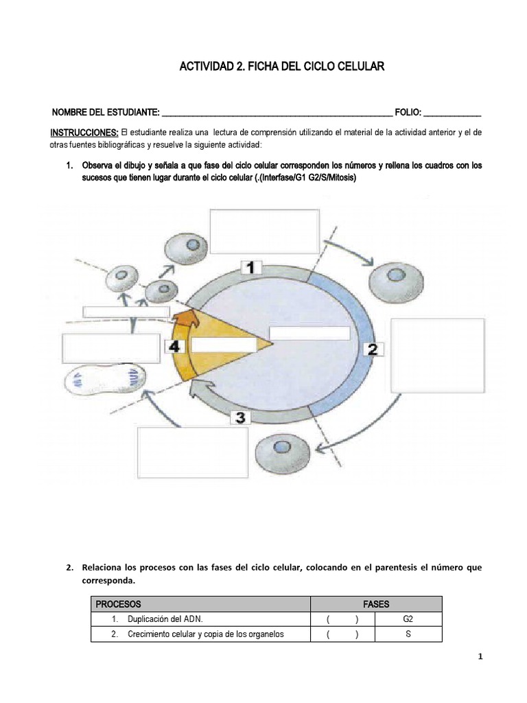 Actividades sobre el Ciclo Celular | PDF | Mitosis | Ciclo celular