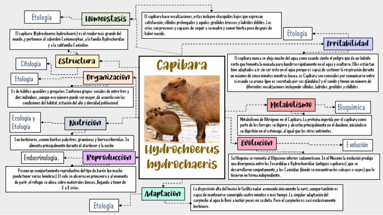 Información sobre el capibara para niños | PDF | Biología
