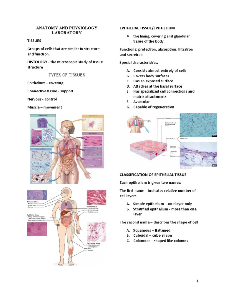 Lesson 2 Tissues | PDF