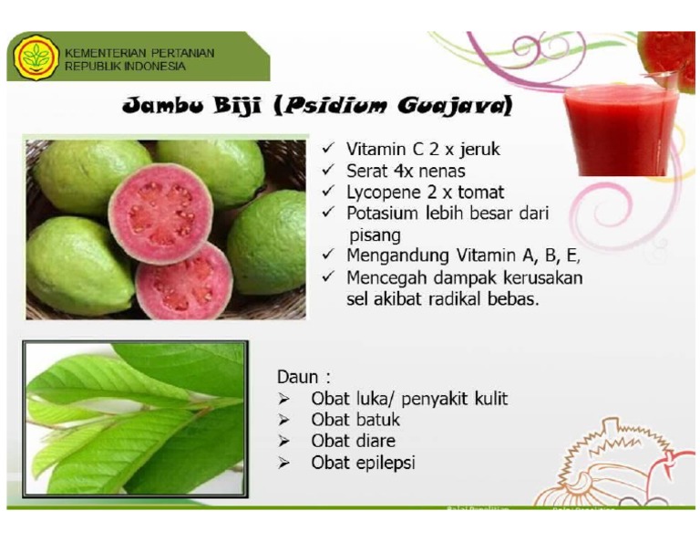 Daun Jambu Biji | PDF
