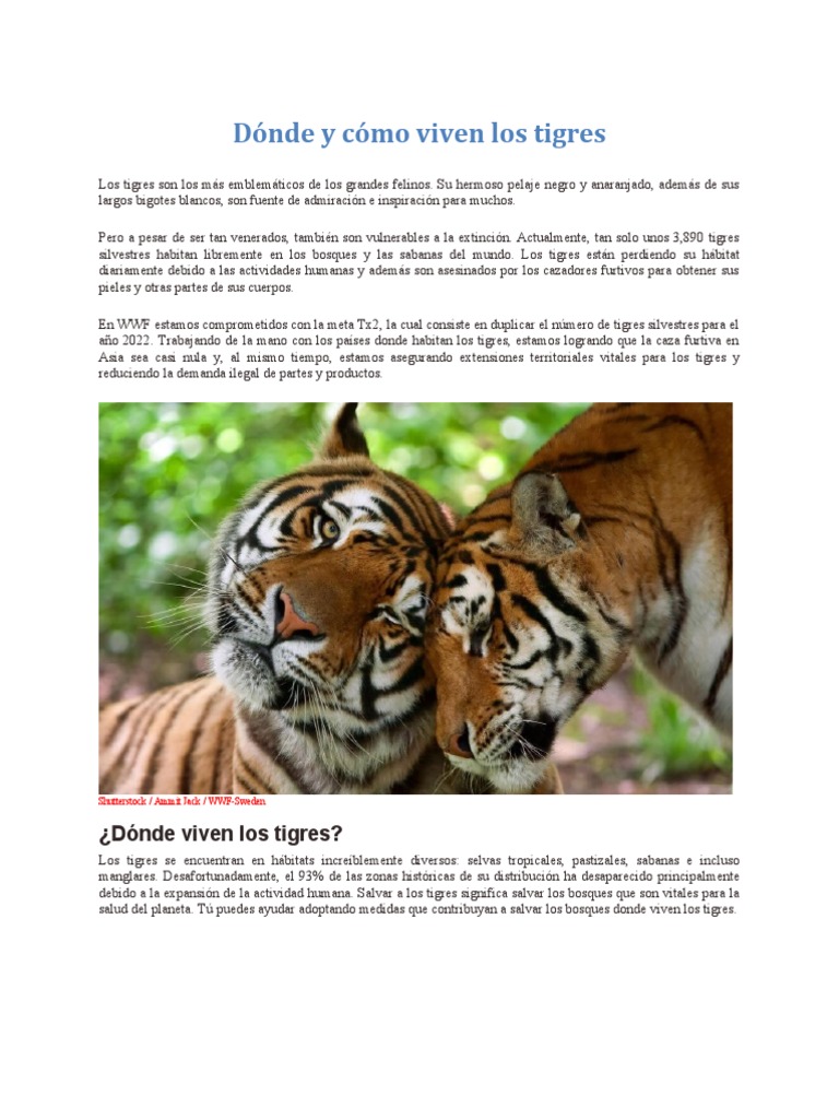 Dónde y Cómo Viven Los Tigres | PDF | Tigre | Conservación del medio ambiente