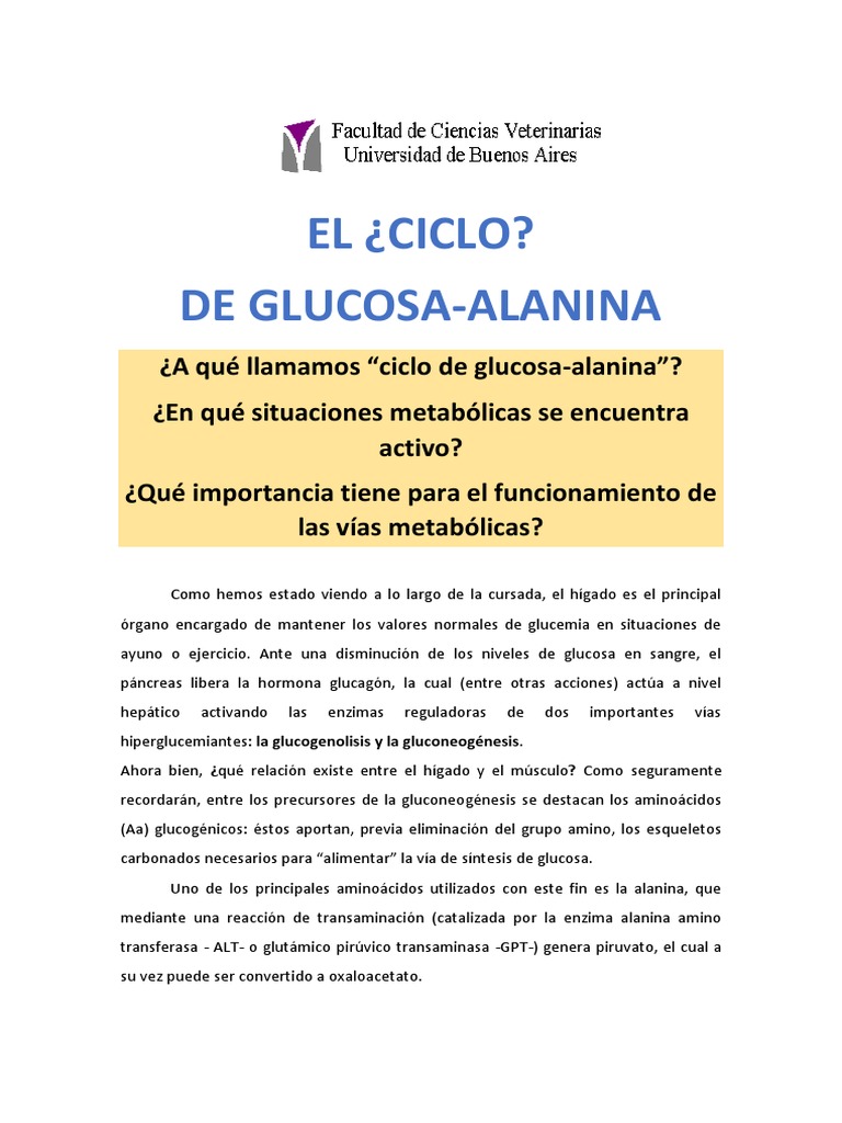 Ciclo Glucosa Alanina Pdf Transaminasa Química