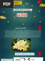 Tejido Conductor Vegetal | PDF | Fisiología de las plantas | Botánica