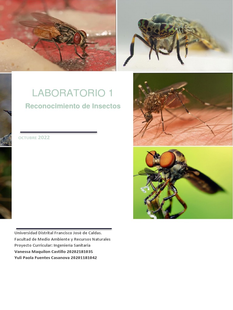 Laboratorio 1: Reconocimiento de Insectos | PDF | Mosquito | Mosca