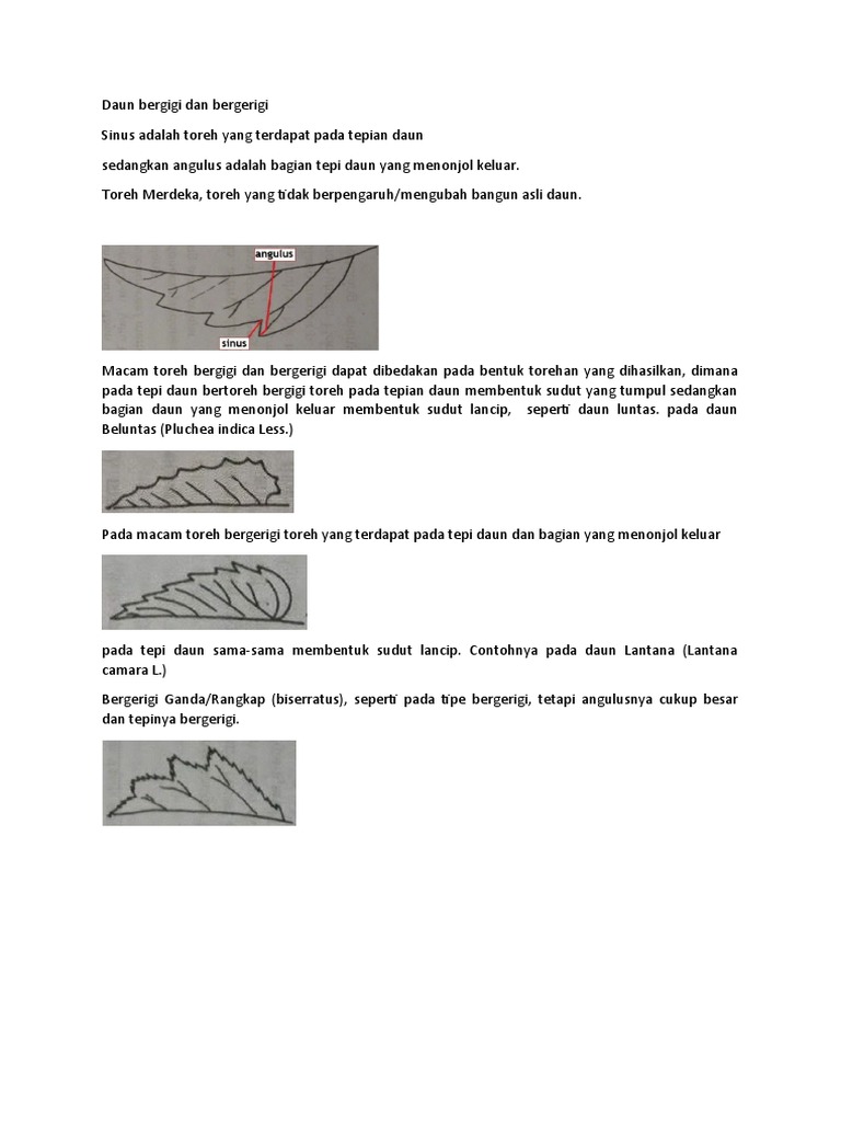 Daun Bergigi Dan Bergerigi | PDF