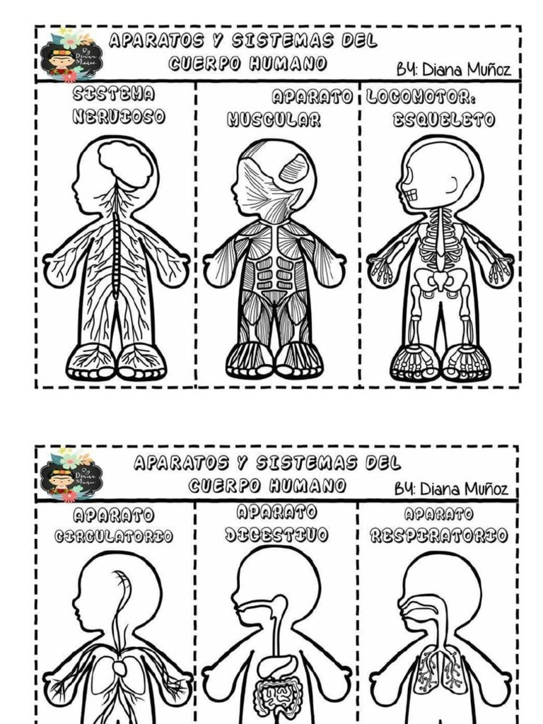 Sistemas Del Cuerpo Humano | PDF