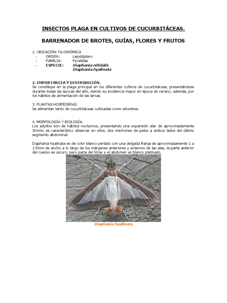 Insectos Plaga en Cucurbitáceas | PDF | Huevo | Insectos