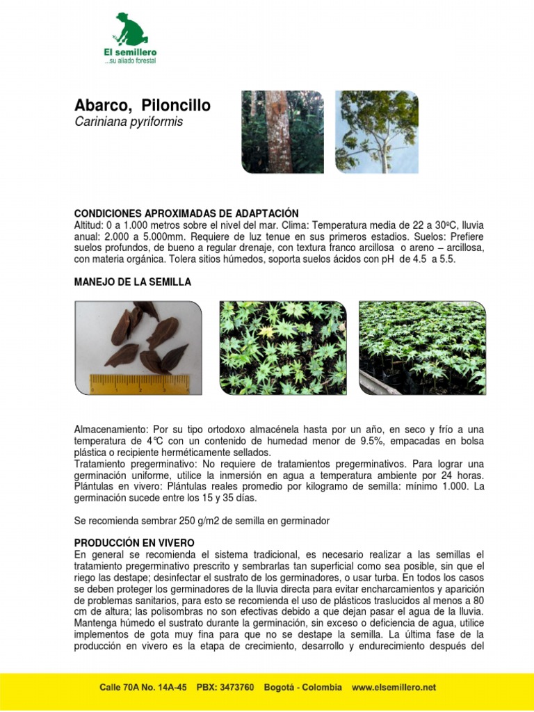 Cultivo y Usos del Árbol Abarco | PDF | Germinación | Agua