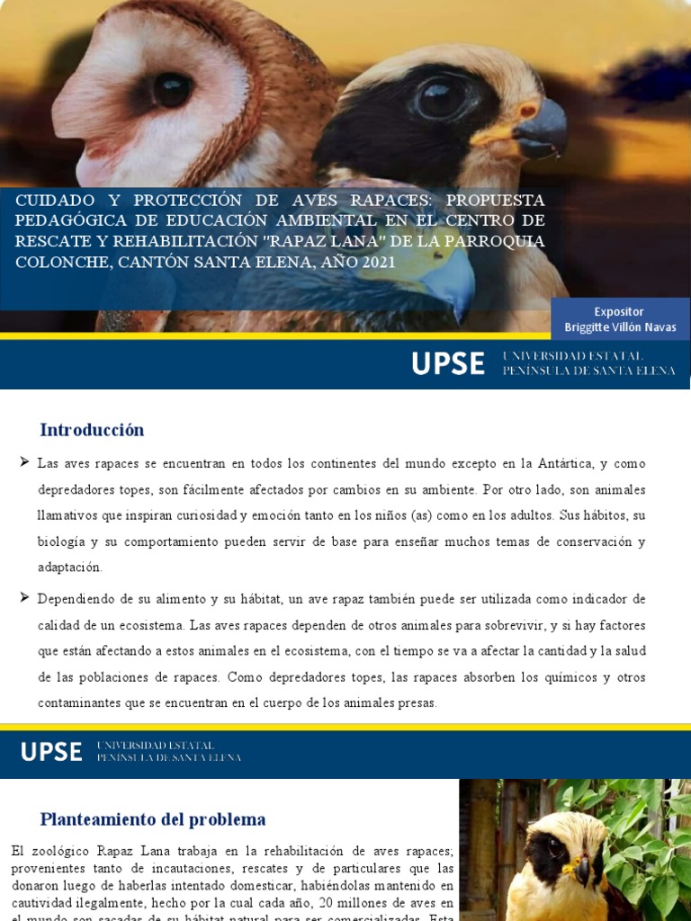 Aves Rapaces | PDF | Aves de presa | Aves