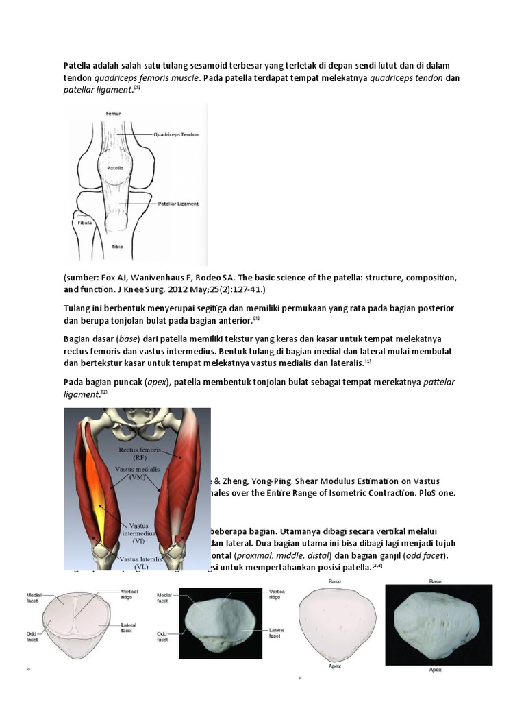 Patella | PDF