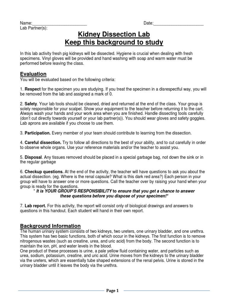 Kidney Dissection | PDF | Kidney | Urine