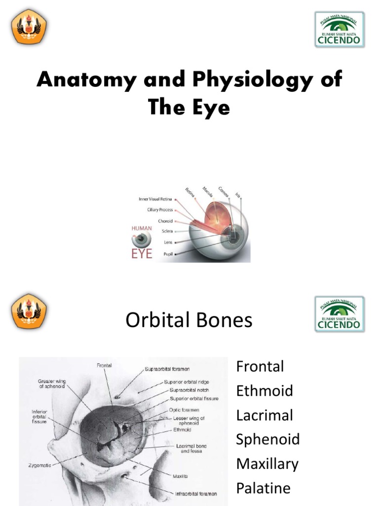 Anatomy and Physiology of the Eye | PDF | Cornea | Retina
