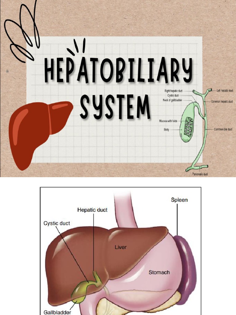 Hepatobiliary System | Download Free PDF | Pancreas | Gallbladder