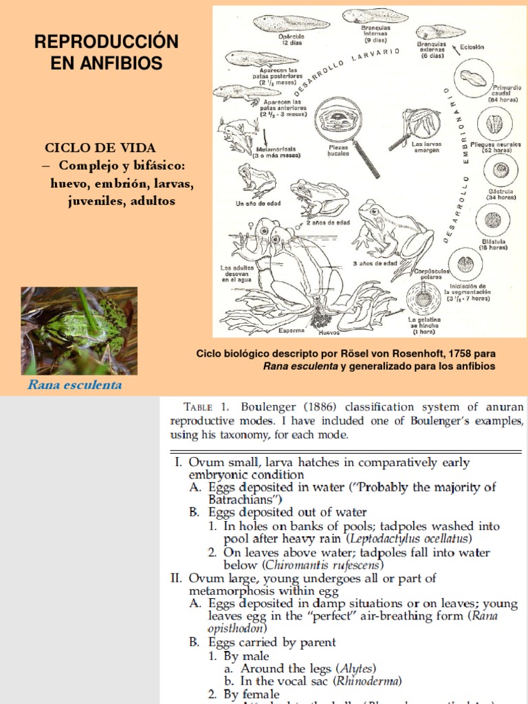 Imágenes Reproducción Caudata y Gymnophiona | PDF | Huevo | Placenta