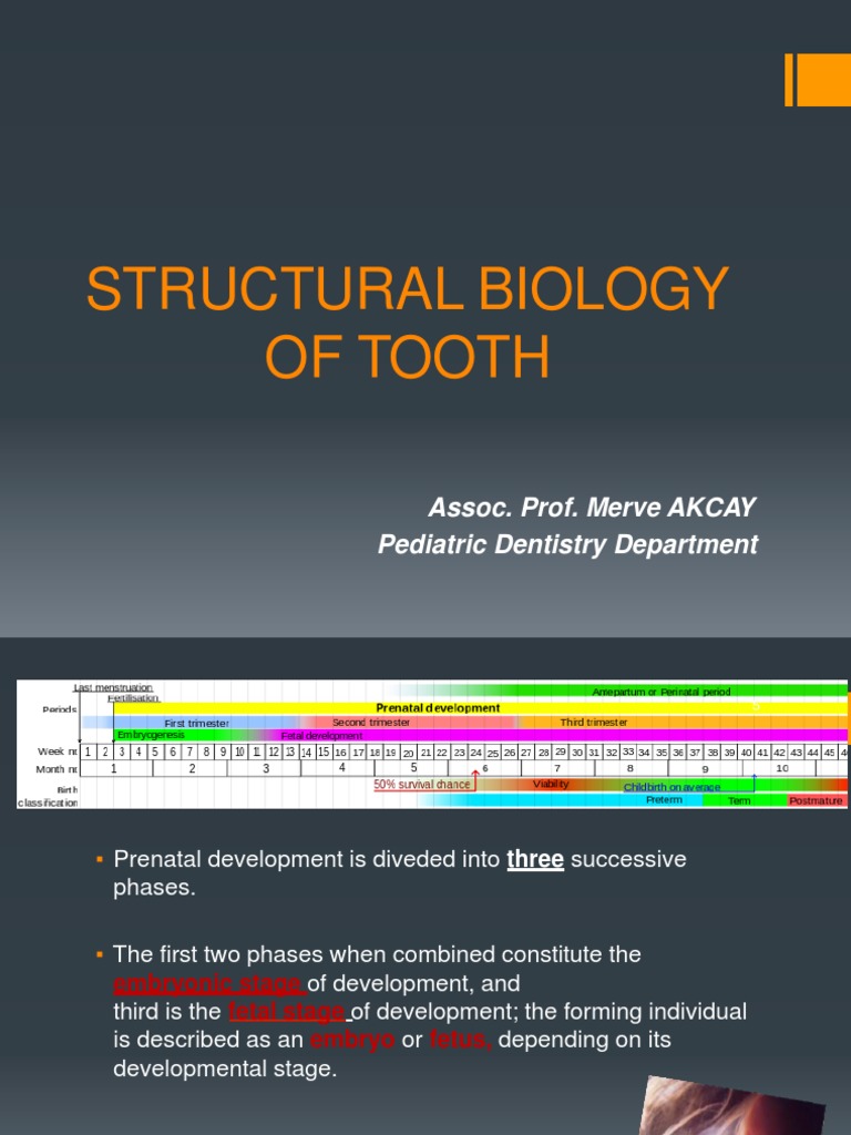 Structural Biology of Tooth | PDF | Tooth Enamel | Dentin