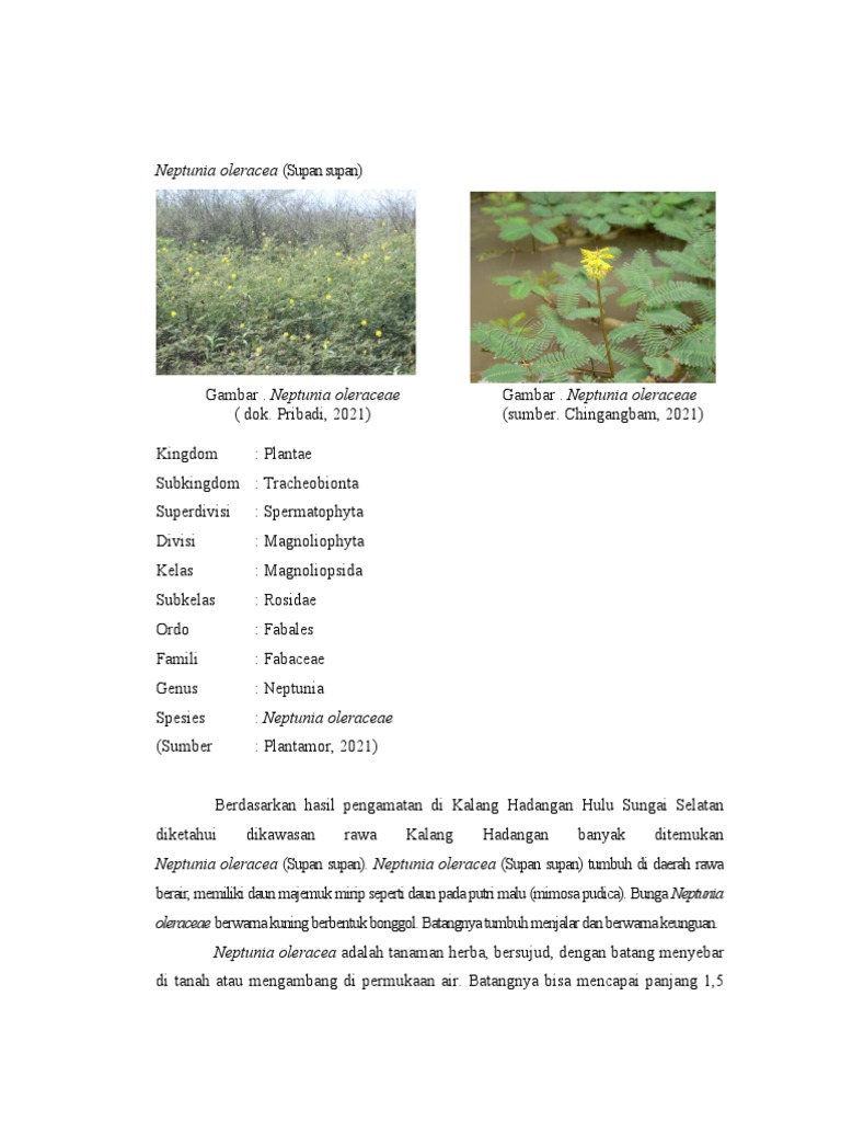 Neptunia Oleracea: Tanaman Supan Supan | PDF