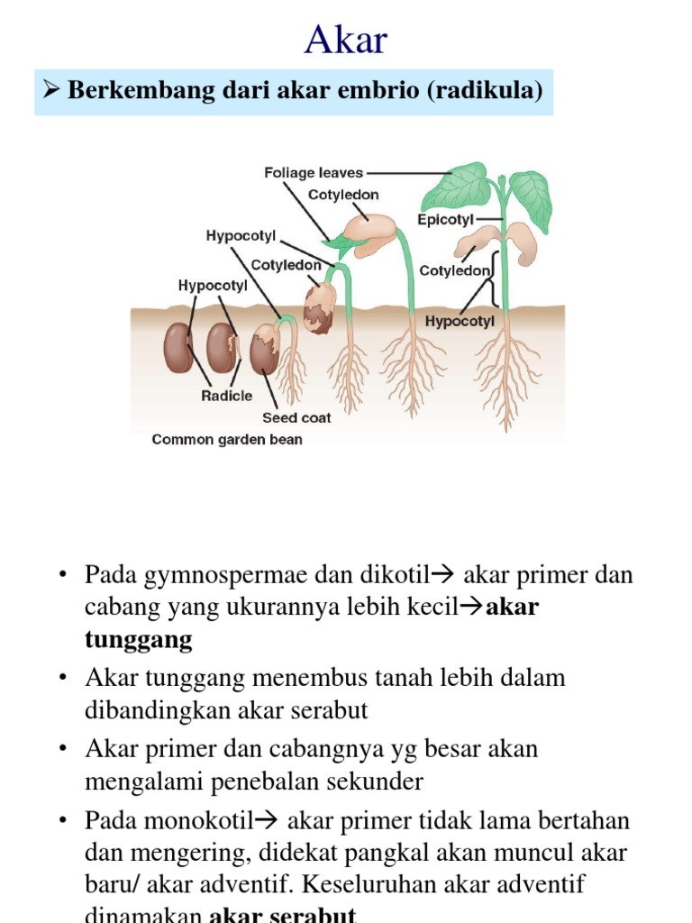 STRUKTUR AKAR PRIMER | PDF