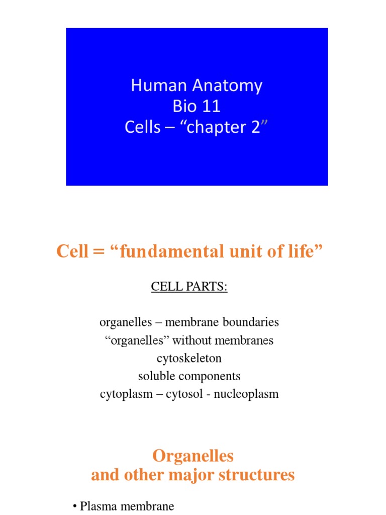 Human Anatomy | PDF | Cell Membrane | Cell (Biology)