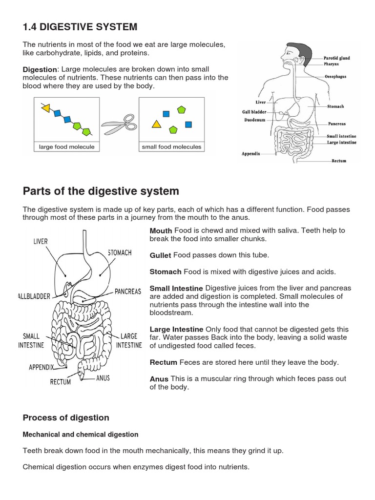 Digestive System Overview for Grade 8 | PDF