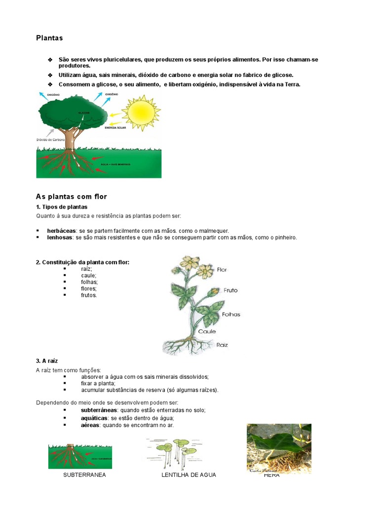 As Principais Partes e Funções das Plantas com Flor | PDF | Raiz | Folha