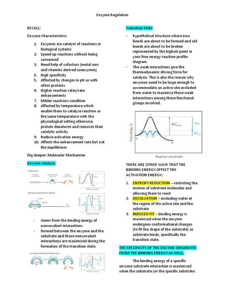 Enzyme Regulation Notes | PDF | Enzyme | Enzyme Inhibitor