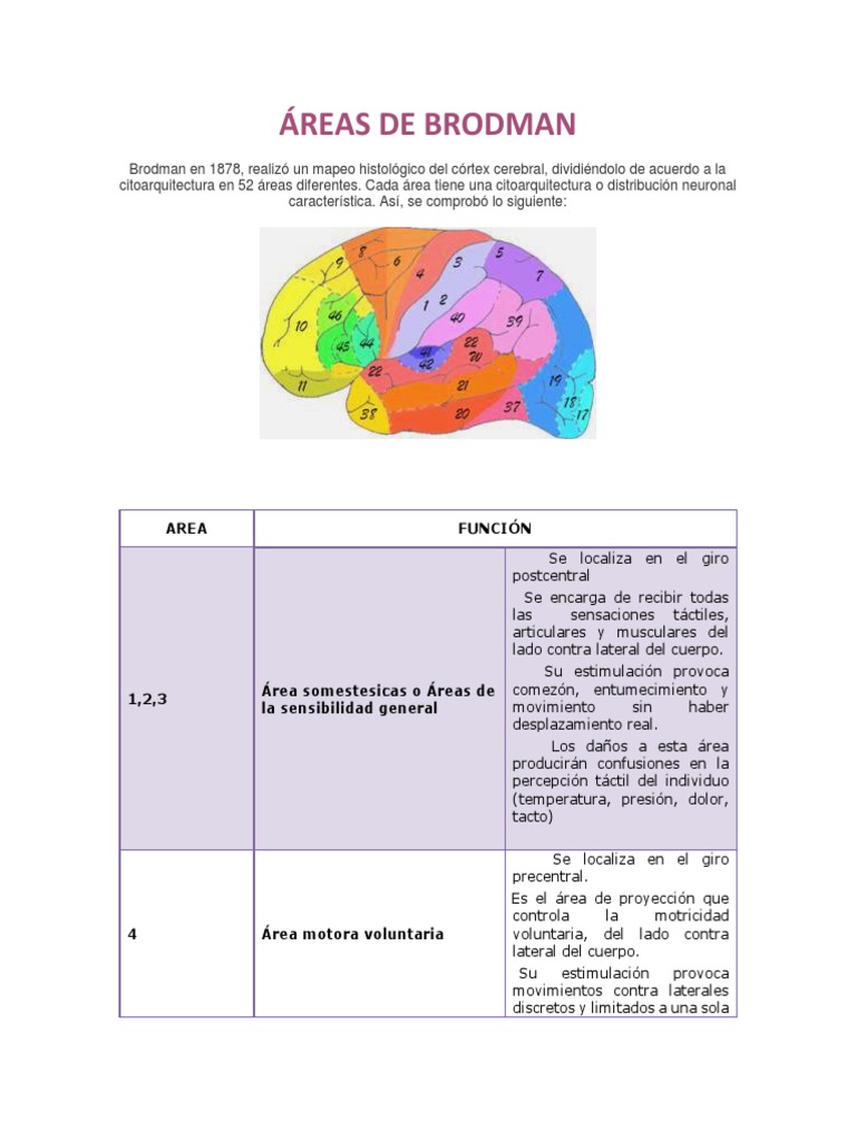 ÁREAS DE BRODMANN | PDF