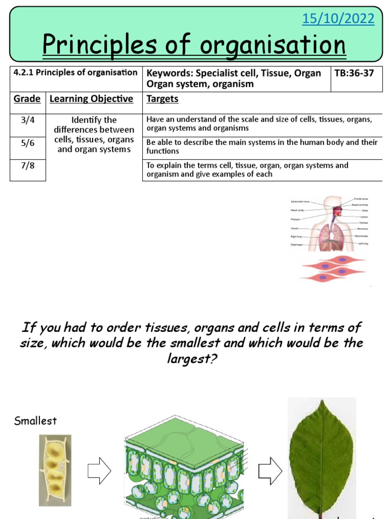 Principles of Organisation 1 Sciense | PDF | Human Body | Tissue (Biology)