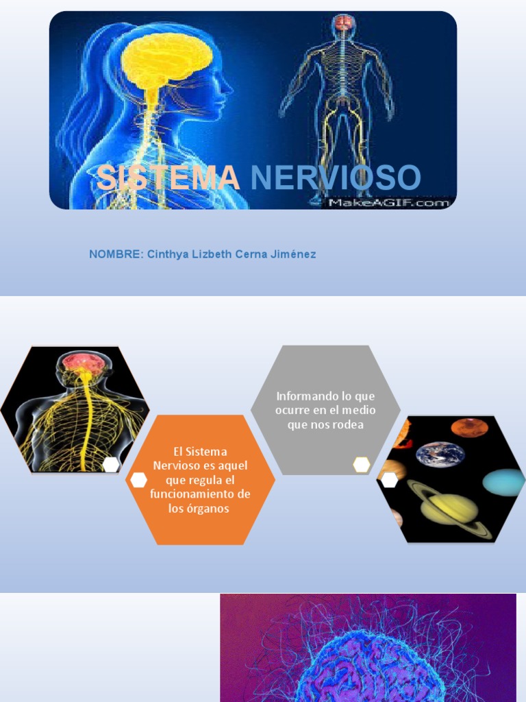 Sistema Nervioso | PDF | Cerebro | Médula espinal