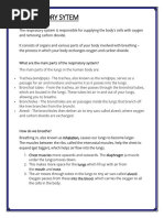 Respiratory System - Answer Key | PDF | Respiratory Tract | Lung