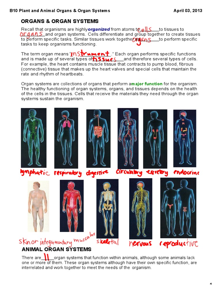 Plant and Animal Organs Systems P1 | PDF | Root | Plant Stem