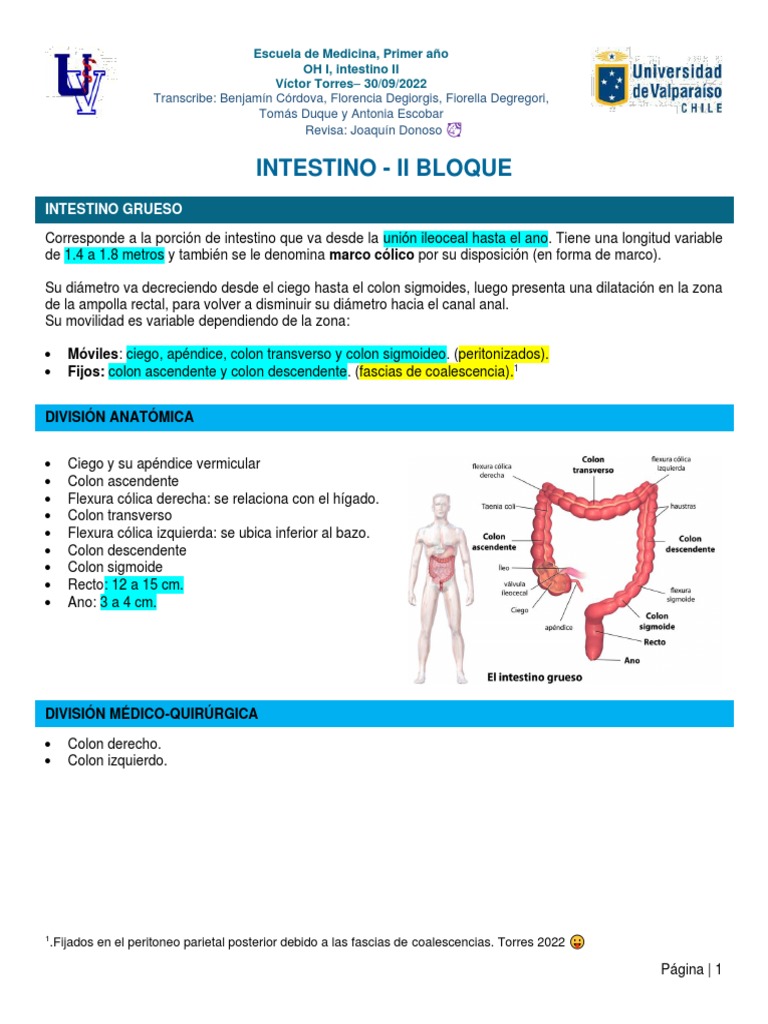 Anatomía del Colon Sigmoide y Estructuras Asociadas | PDF | Intestino ...
