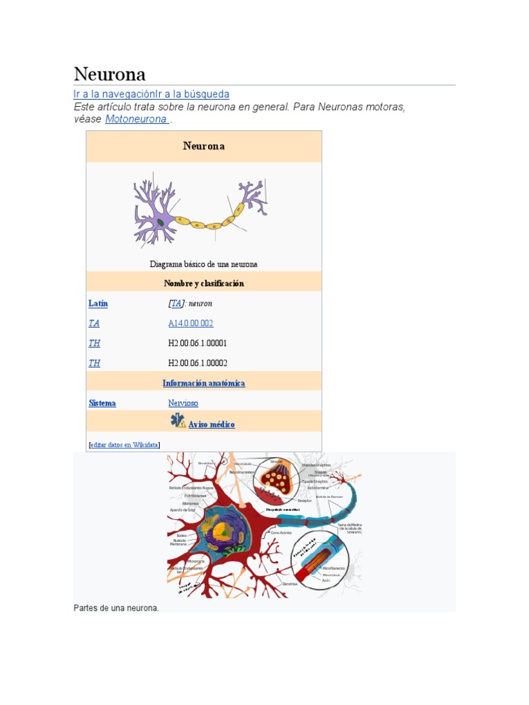Neurona | PDF | Neurona | Axon