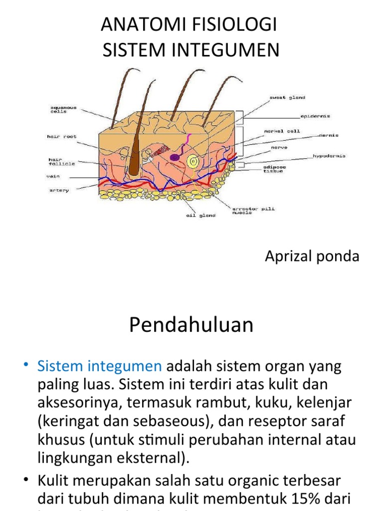 Anatomi Fisiologo Integumen | PDF