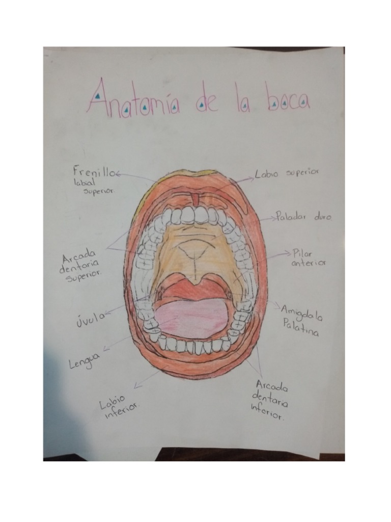 Anatomia de La Boca DIBUJO | PDF