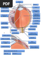 Anatomia Radiografica Periapical - Renato C. | PDF | Anatomia animal | Anatomía humana