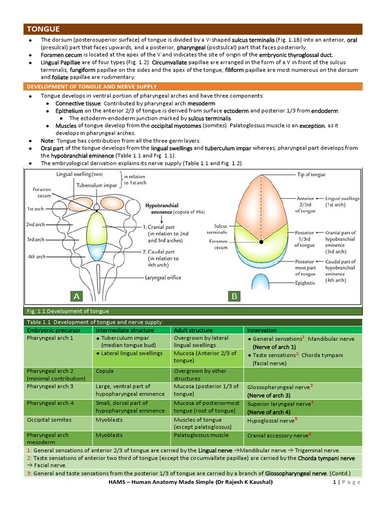 Notes On Tongue | PDF | Tongue | Neuroscience